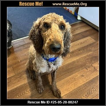 - Ohio Golden Retriever Rescue - ADOPTIONS - Rescue Me!