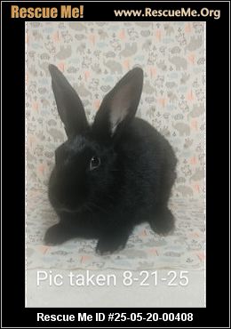 California Rabbit Rescue Adoptions Rescue Me