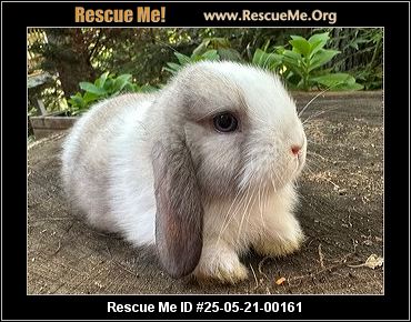 - Maryland Rabbit Rescue - ADOPTIONS - Rescue Me!
