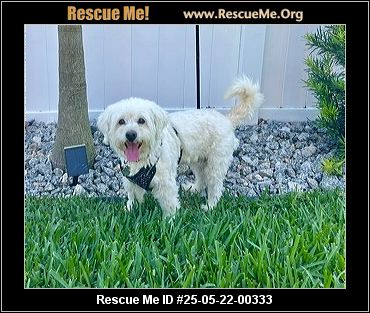 - Florida Maltese Rescue - ADOPTIONS - Rescue Me!