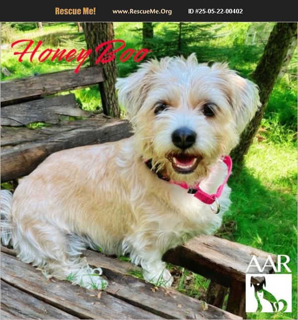 ADOPT 25052200402 ~ Norfolk Terrier Rescue ~ Magnolia, TX