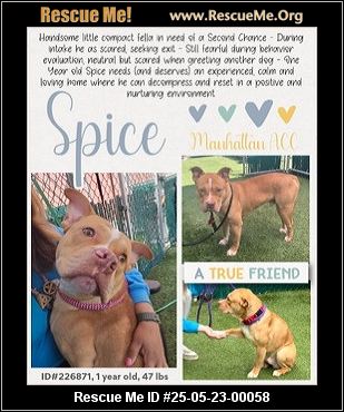 - New York Dog Rescue - ADOPTIONS - Rescue Me!