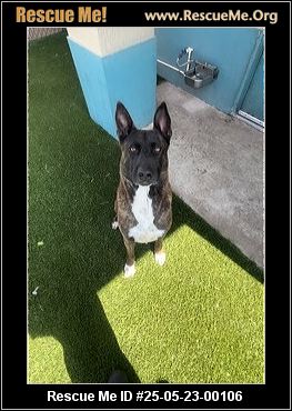 - Florida Dog Rescue - ADOPTIONS - Rescue Me!