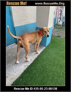 - Wills Way Dog Rescue - Boca Raton, FL - AVAILABLE PETS