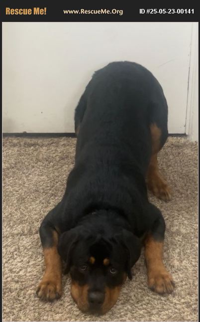ADOPT 25052300141 ~ Rottweiler Rescue ~ Lancaster, PA