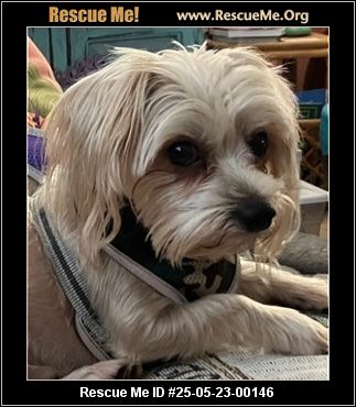 - Florida Maltese Rescue - ADOPTIONS - Rescue Me!