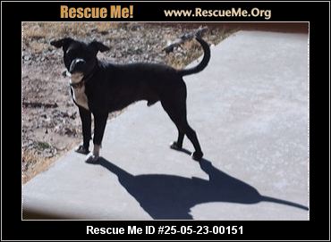 - New Mexico Dog Rescue - ADOPTIONS - Rescue Me!