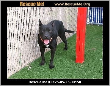 - Wills Way Dog Rescue - Boca Raton, FL - AVAILABLE PETS