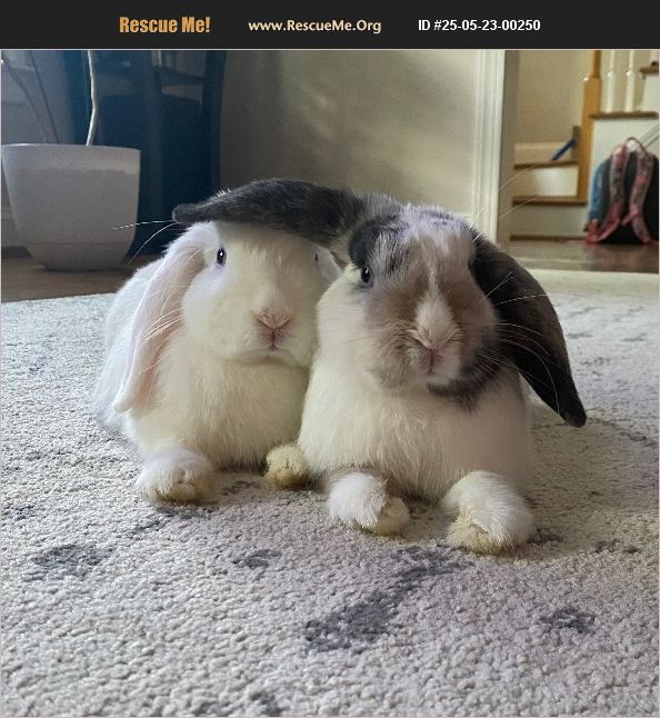 ADOPT 25052300250 ~ Rabbit Rescue ~ Raleigh, NC
