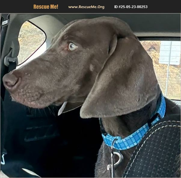 ADOPT 25052300253 ~ Weimaraner Rescue ~ Perris, CA