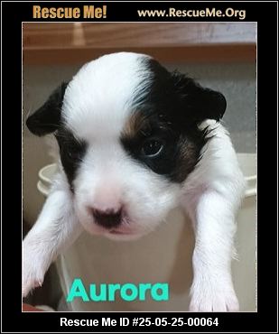 - Texas Saint Bernard Rescue - ADOPTIONS - Rescue Me!