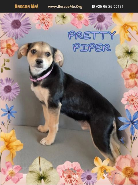 ADOPT 25052500124 ~ Beagle Rescue ~ Grove, OK