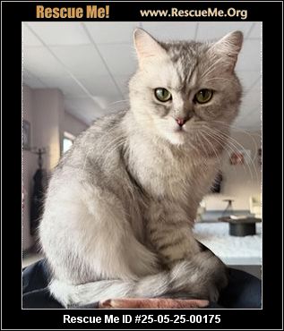 - Wisconsin Cat Rescue - ADOPTIONS - Rescue Me!