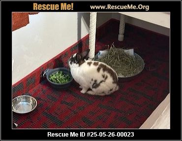 - Virginia Rabbit Rescue - ADOPTIONS - Rescue Me!