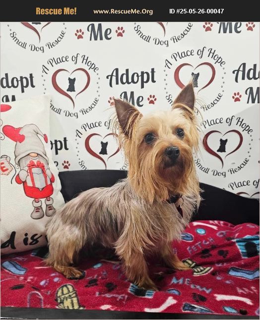 ADOPT 25052600047 ~ Silky Terrier Rescue ~ Pensacola, FL