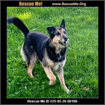 - Indiana German Shepherd Rescue - ADOPTIONS - Rescue Me!