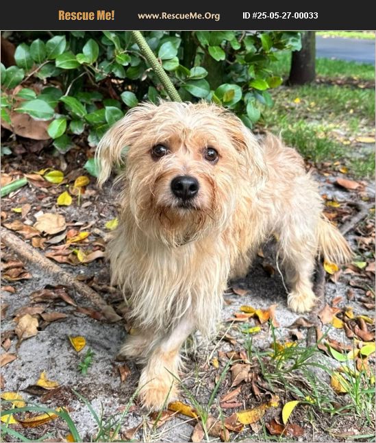 ADOPT 25052700033 ~ Norfolk Terrier Rescue ~ Margate, FL