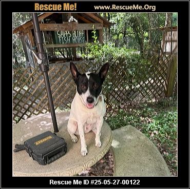 - Florida Jack Russell Rescue - ADOPTIONS - Rescue Me!