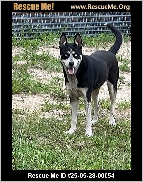 - Texas Mutt Rescue - ADOPTIONS - Rescue Me!