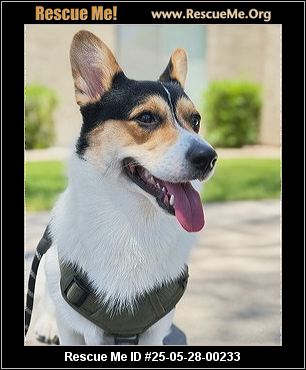 - Wisconsin Corgi Rescue - ADOPTIONS - Rescue Me!