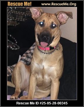 - California Rhodesian Ridgeback Rescue - ADOPTIONS - Rescue Me!