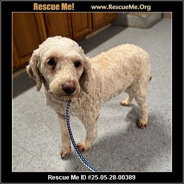 - Ohio Golden Retriever Rescue - ADOPTIONS - Rescue Me!