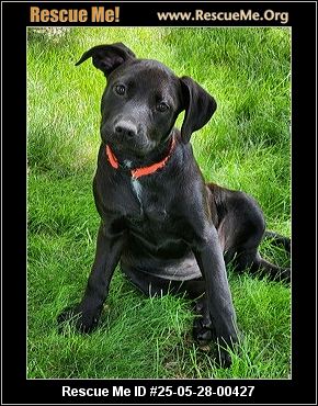 - Fur Fun Rescue Inc - Lisbon, IA - AVAILABLE PETS