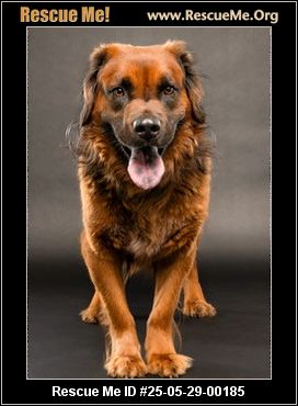 - California Cocker Spaniel Rescue - ADOPTIONS - Rescue Me!