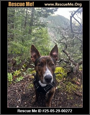 - Oregon Corgi Rescue - ADOPTIONS - Rescue Me!