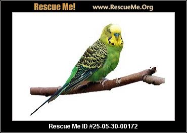 - Pennsylvania Pet Bird Rescue - ADOPTIONS - Rescue Me!
