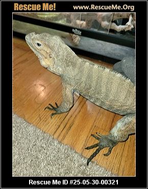 - Illinois Reptile/Amphibian Rescue - ADOPTIONS - Rescue Me!