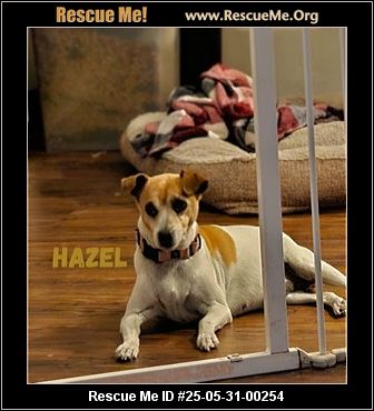 - Florida Jack Russell Rescue - ADOPTIONS - Rescue Me!