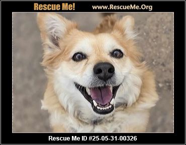 - Arizona Pomeranian Rescue - ADOPTIONS - Rescue Me!