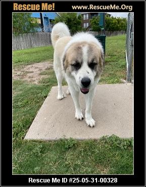- Texas Saint Bernard Rescue - ADOPTIONS - Rescue Me!