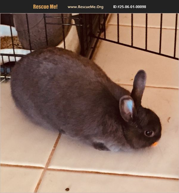 ADOPT 25060100098 ~ Rabbit Rescue ~ Vero Beach, FL