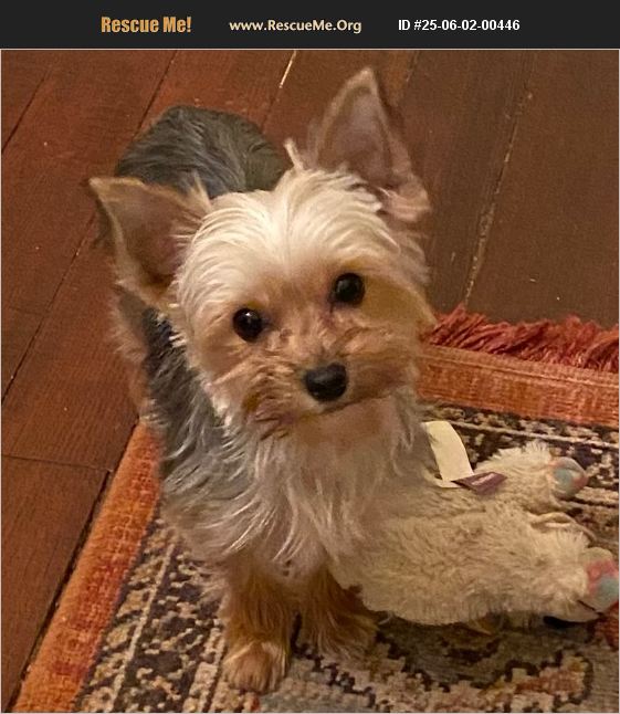 ADOPT 25060200446 ~ Yorkie Rescue ~ Santa Rosa, CA