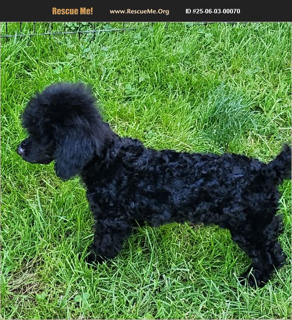 ADOPT 25060300070 ~ Poodle Rescue ~ SPRAGGS, PA