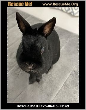 - Virginia Rabbit Rescue - ADOPTIONS - Rescue Me!