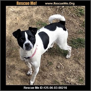 - Ohio Boston Terrier Rescue - ADOPTIONS - Rescue Me!