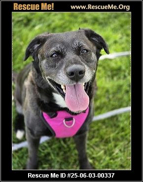 - Oregon Australian Shepherd Rescue - ADOPTIONS - Rescue Me!