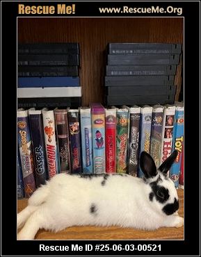 - California Rabbit Rescue - ADOPTIONS - Rescue Me!