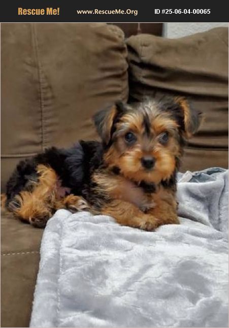 ADOPT 25060400065 ~ Yorkie Rescue ~ Miami, FL