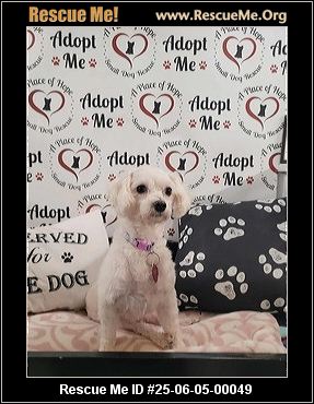 - Florida Maltese Rescue - ADOPTIONS - Rescue Me!