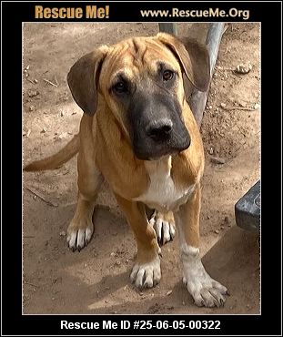 - Texas Bloodhound Rescue - ADOPTIONS - Rescue Me!