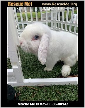 - Virginia Rabbit Rescue - ADOPTIONS - Rescue Me!