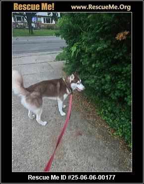 - Ohio Siberian Husky Rescue - ADOPTIONS - Rescue Me!