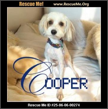 - Tennessee Yorkie Rescue - ADOPTIONS - Rescue Me!