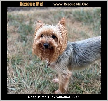 - Virginia Yorkie Rescue - ADOPTIONS - Rescue Me!