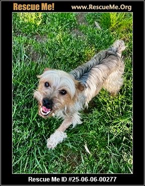 - Tennessee Yorkie Rescue - ADOPTIONS - Rescue Me!