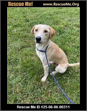 - New York Lab Rescue - ADOPTIONS - Rescue Me!